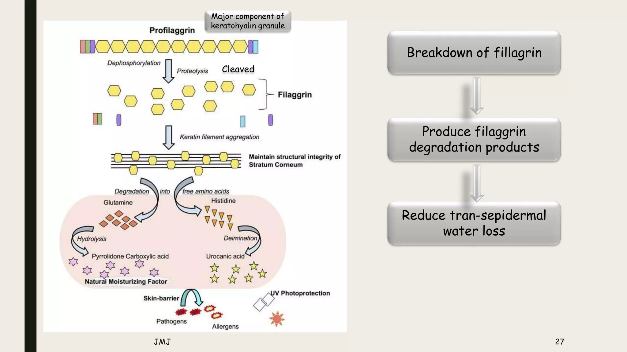 Disorders of keratinization | PPTX