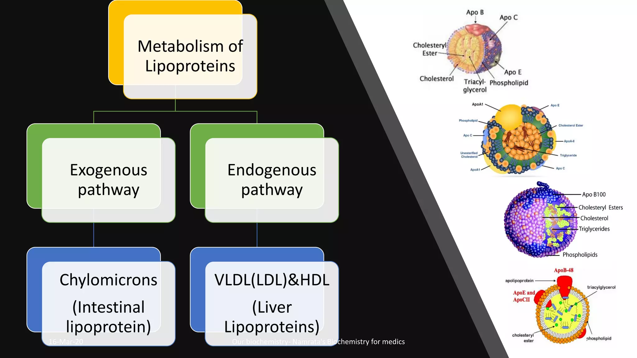 Disorders of lipid metabolism 2 | PDF