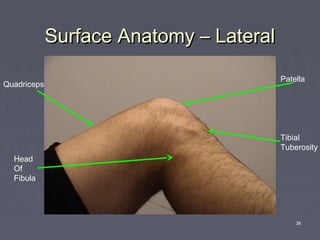 Palpate Head Of Fibula
