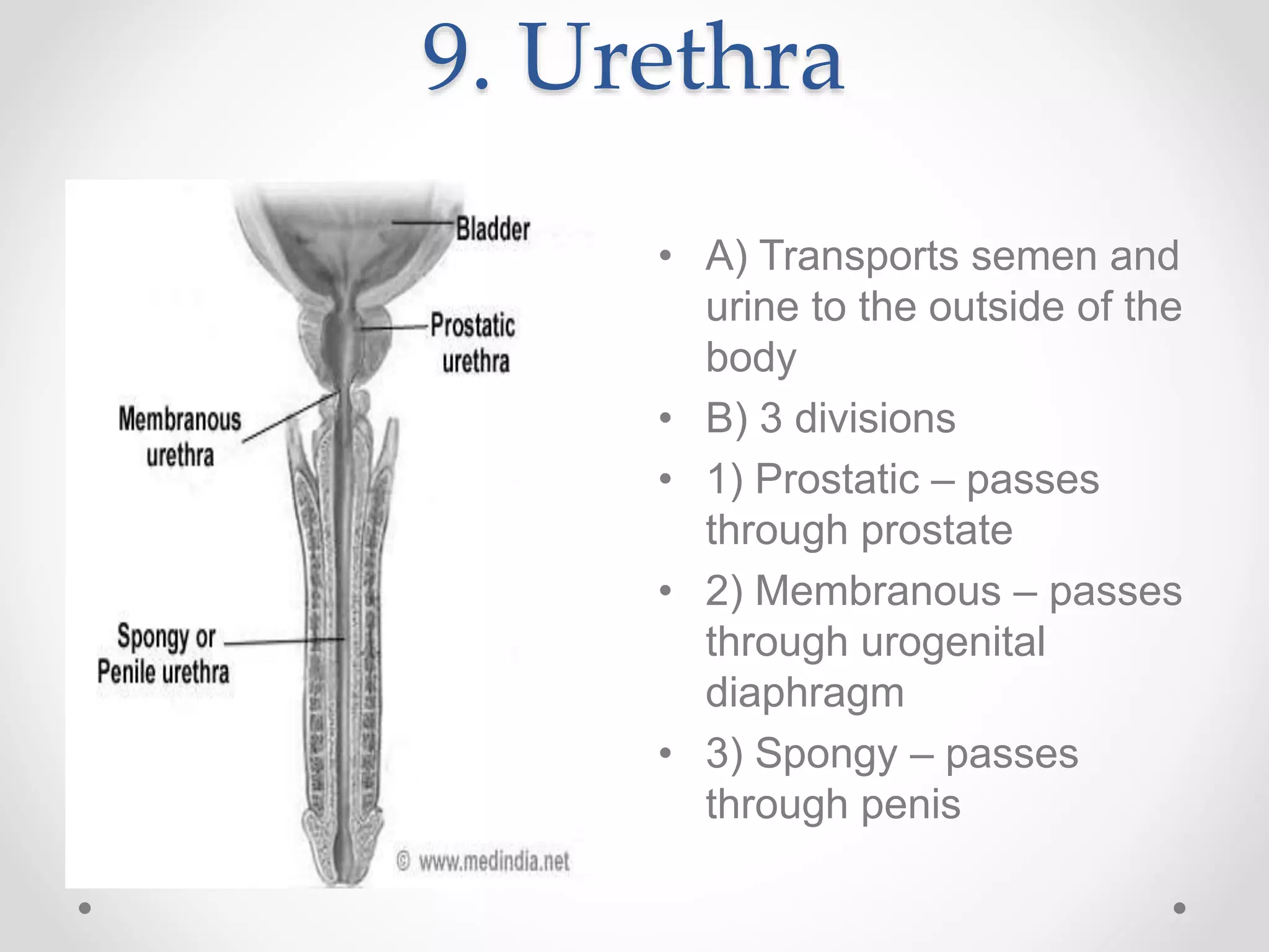 Disorders of male reproductive system | PPTX