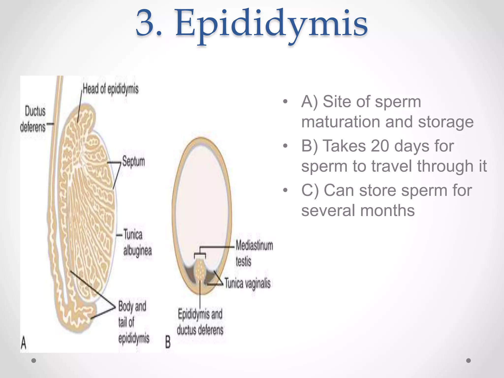 Disorders of male reproductive system | PPTX