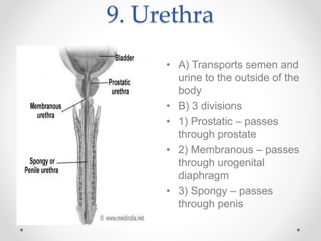 Disorders of male reproductive system | PPTX