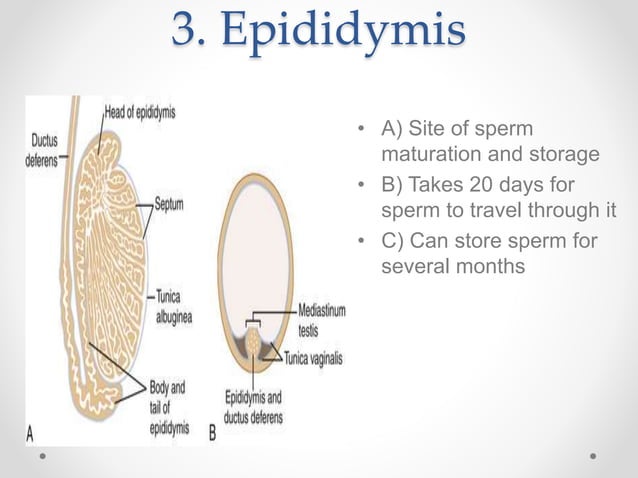 Disorders of male reproductive system | PPTX