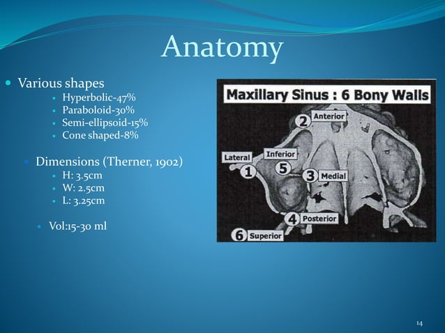 Disorders of Maxillary Sinus | PPTX
