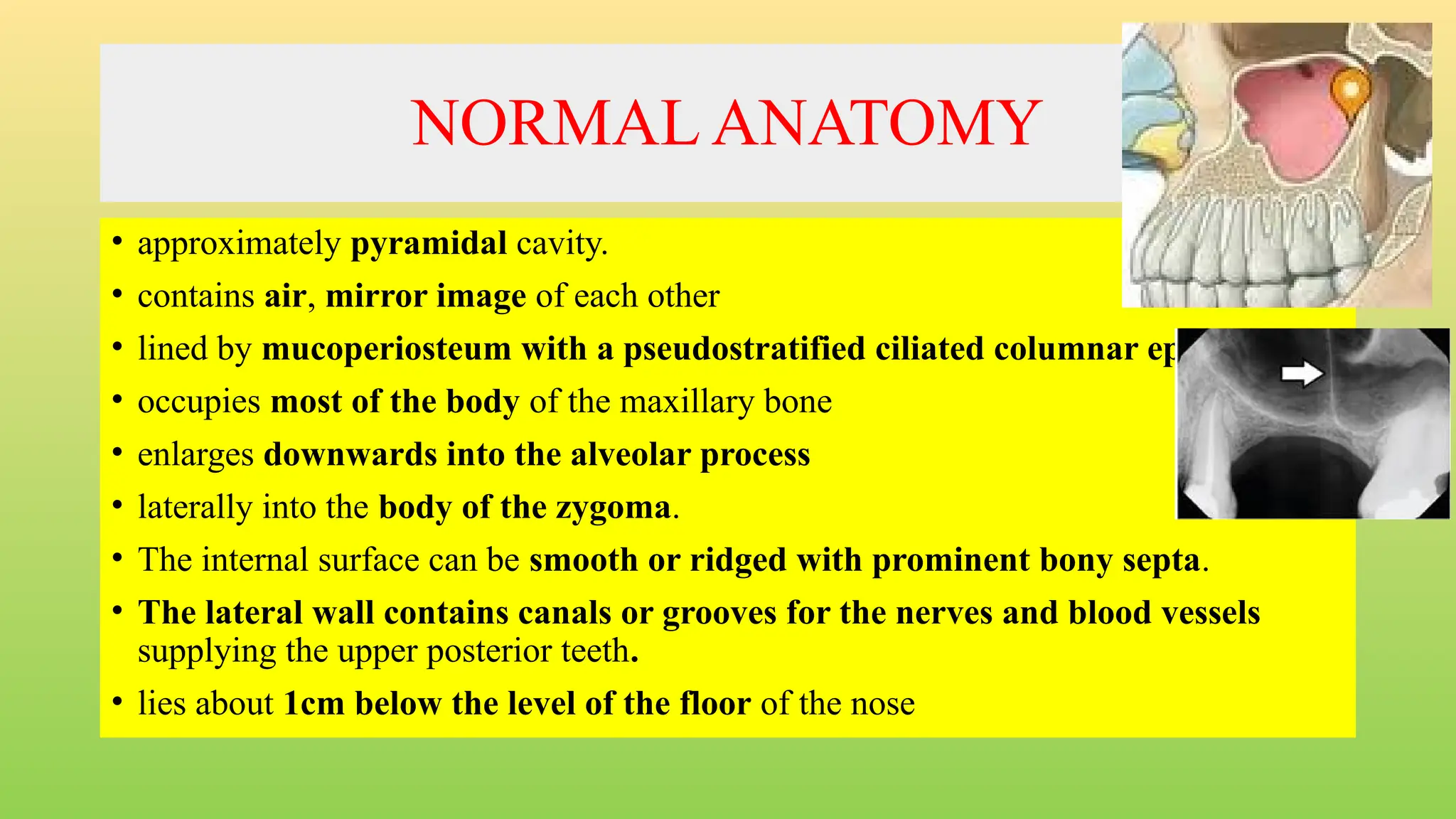 DISORDERS OF MAXILLARY SINUS.pptx- DR PRIYANKA | PPTX