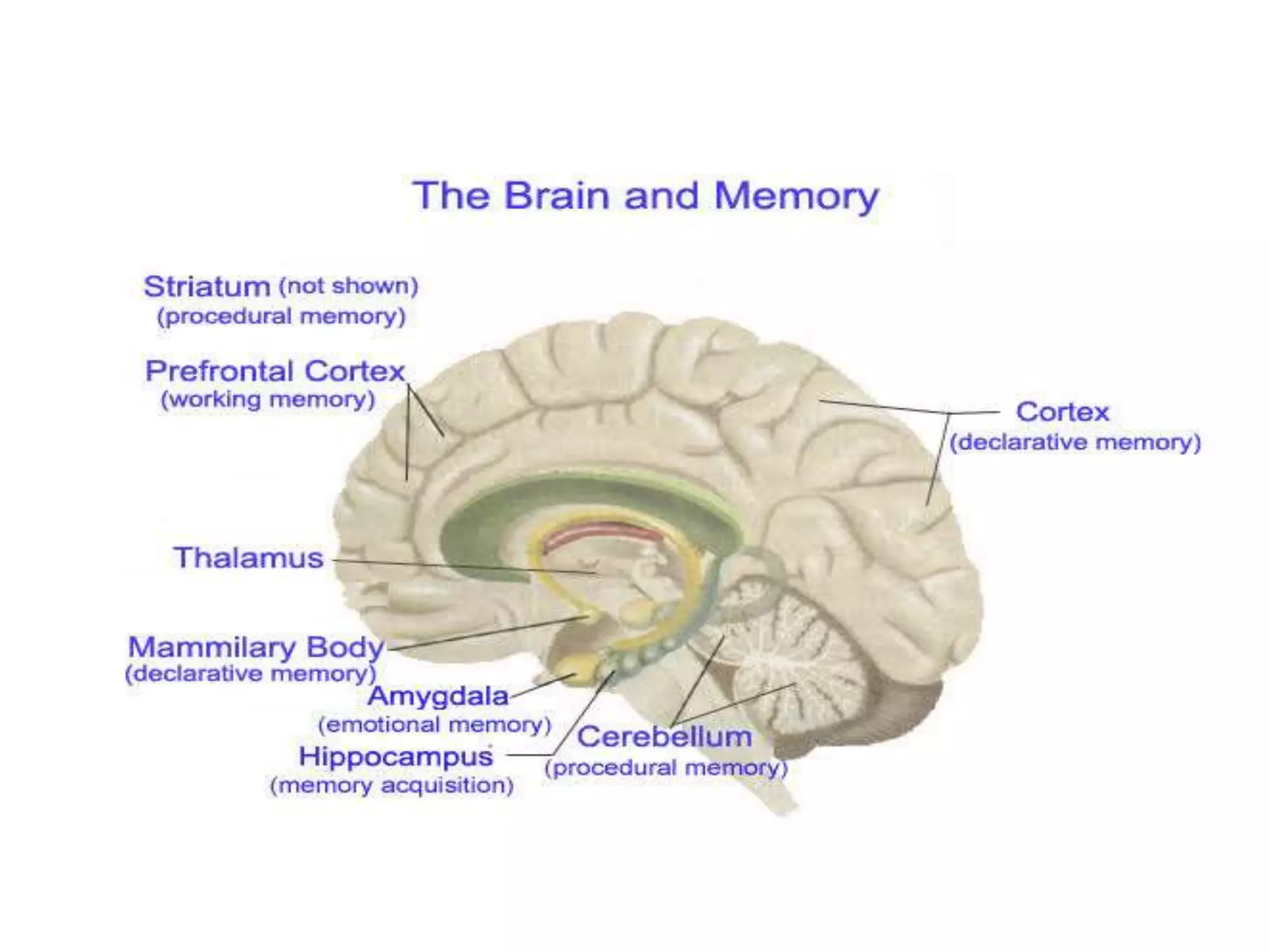 Disorders of memory | PPTX