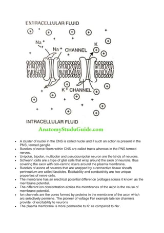 Disorders Of Nervous System – NEET Biology | DOCX