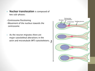 Disorders of neuronal migration | PPTX
