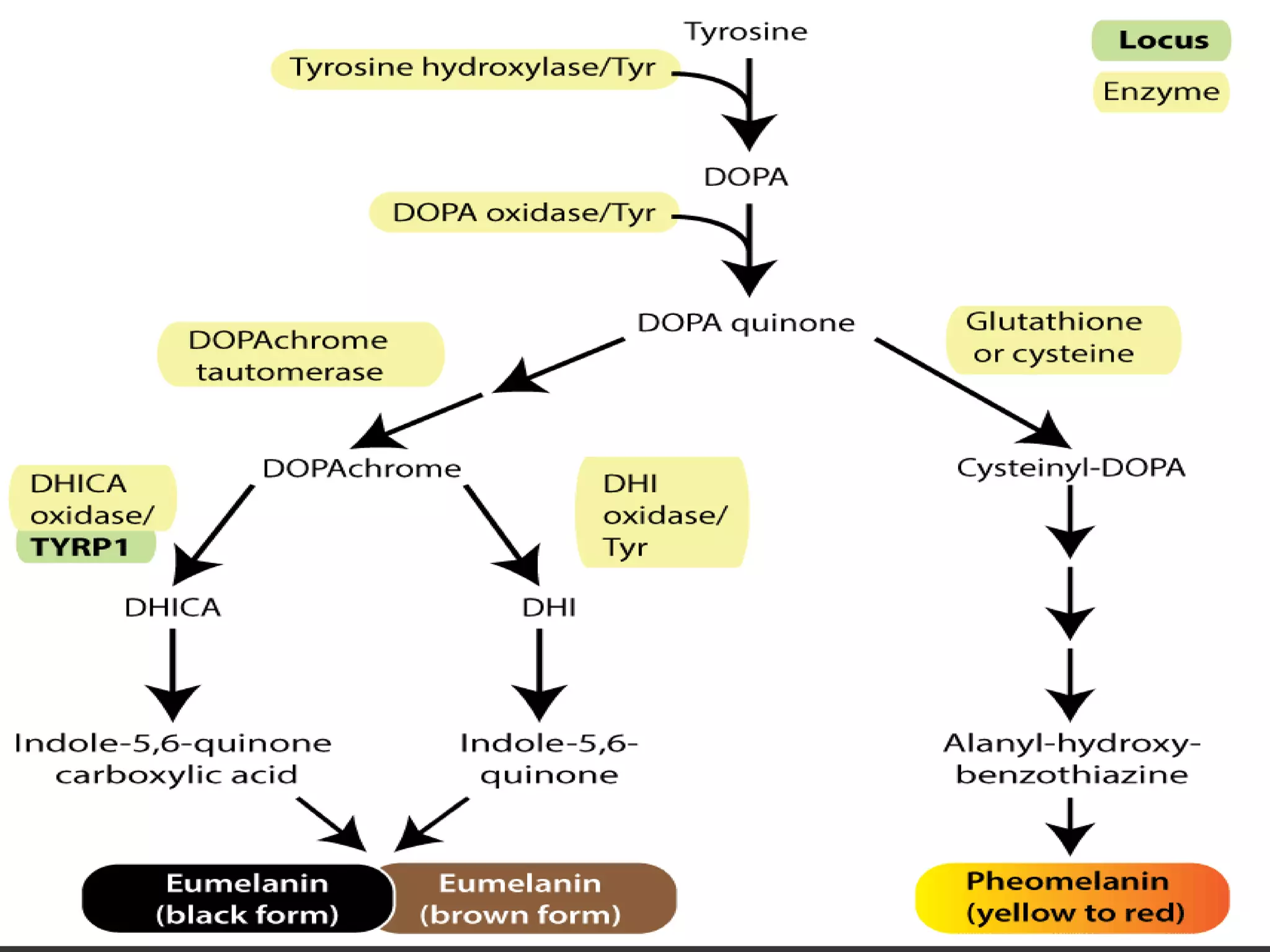 Disorders of pigmentation | PPT