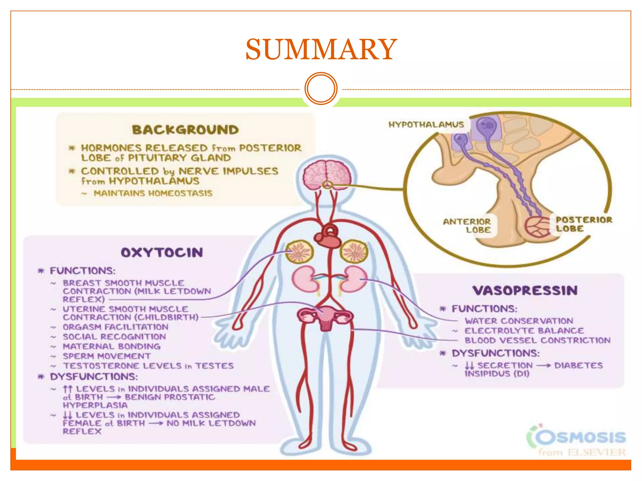 DISORDERS OF PITUITARY G.pptx | Hormonal Disorders | Endocrine and ...