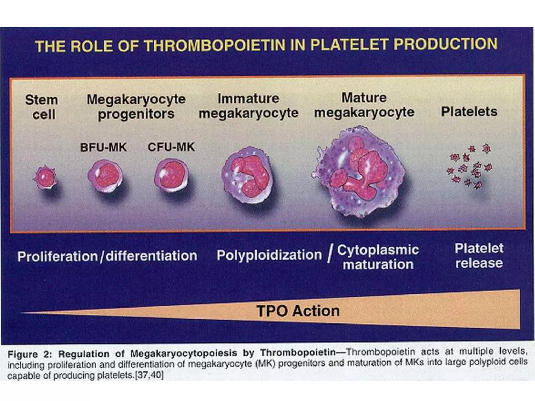 OVERVIEW Disorders of platelets | PPTX