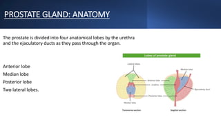 DISORDERS OF PROSTATE | PPTX