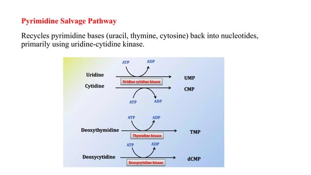 Disorders of Purine and Pyrimidine Metabolism-1.pptx