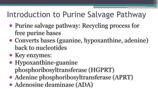 Disorders of Purine and Pyrimidine Metabolism.pptx