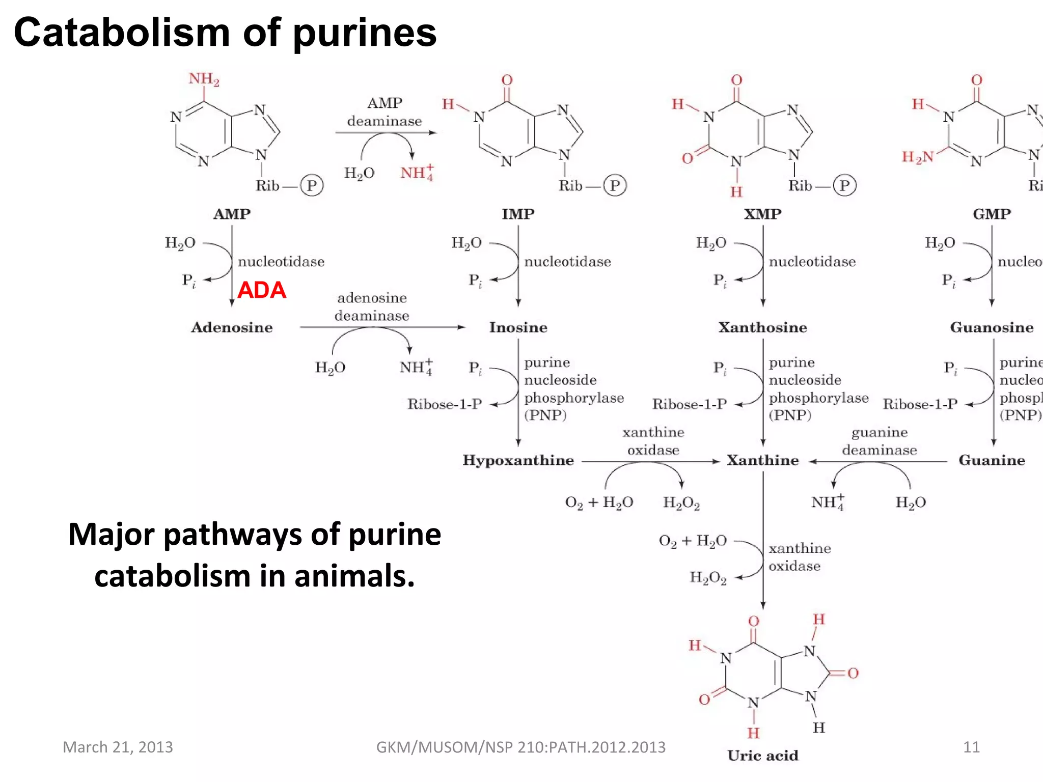 Disorders of purine metabolism | PPT