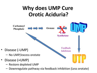Disorders of pyrimidine metabolism | PPT