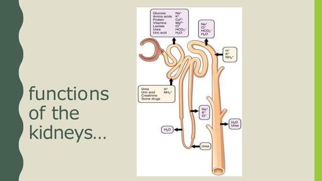 Disorders of Renal Function | PPTX | Endocrine and Metabolic Diseases ...