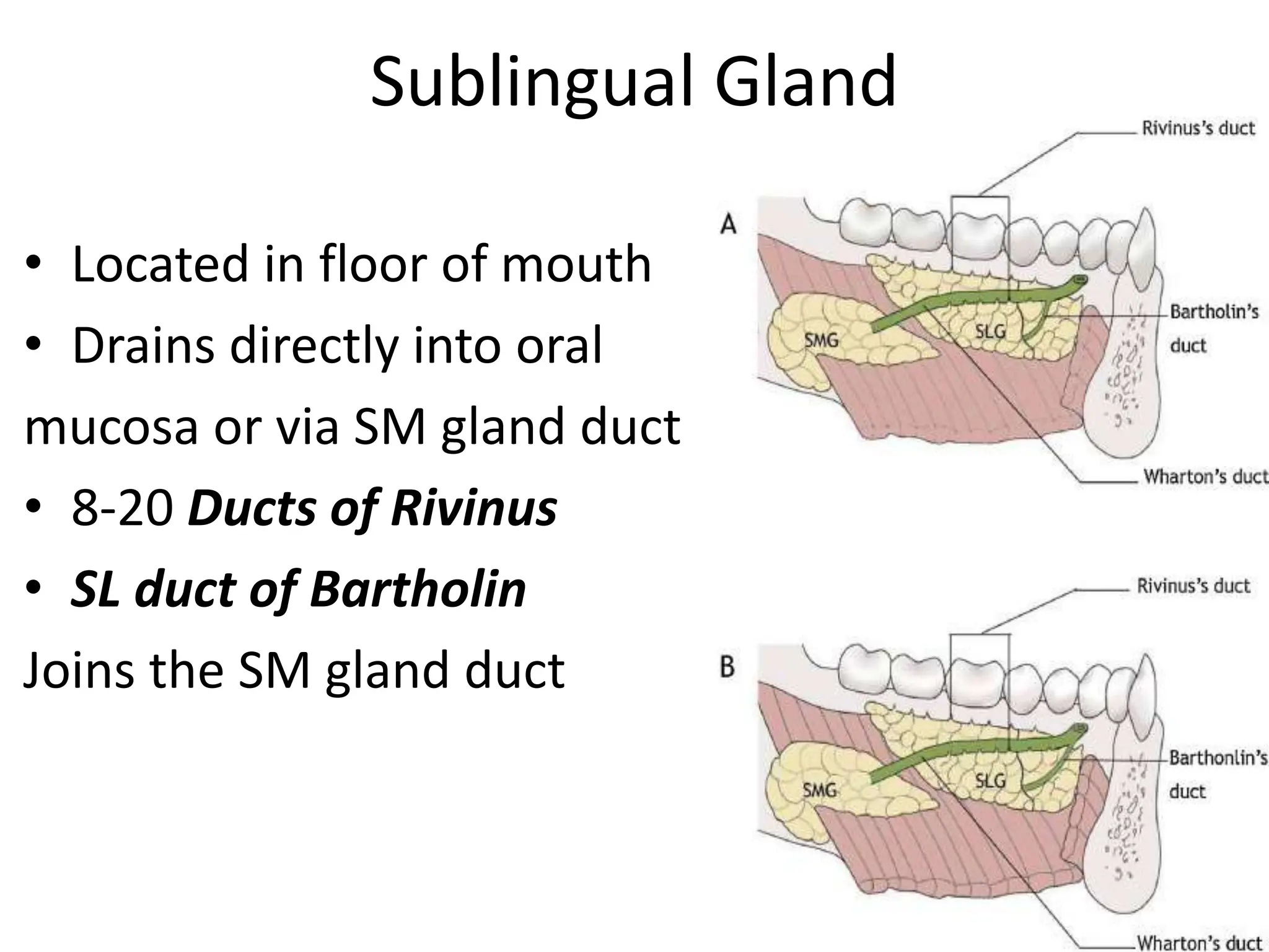 DISORDERS OF SALIVARY GLANDS-1- tumors,stones | PPTX