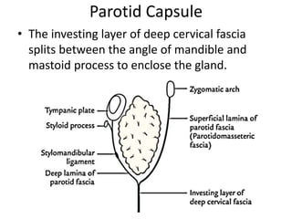 DISORDERS OF SALIVARY GLANDS-1- tumors,stones | PPTX
