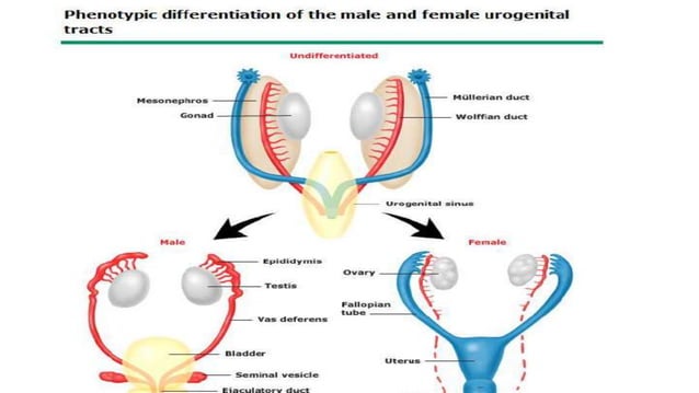 Disorders Of Sex Differentationpptx