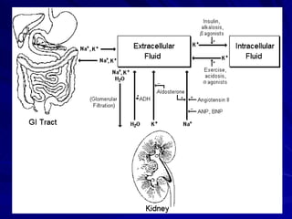 Disorders Of Sodium And Potassium Metabolism | PPT | Endocrine and ...