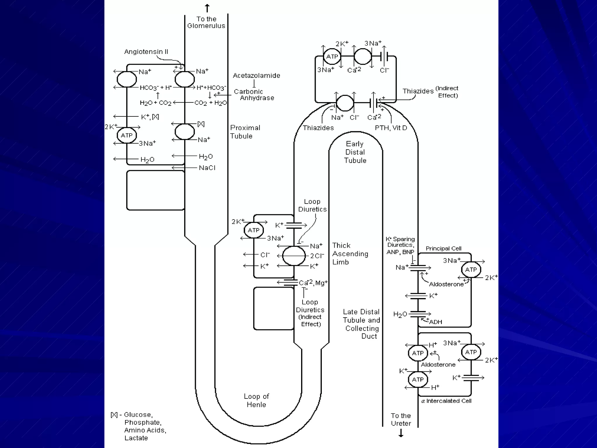 Disorders Of Sodium And Potassium Metabolism | PPT