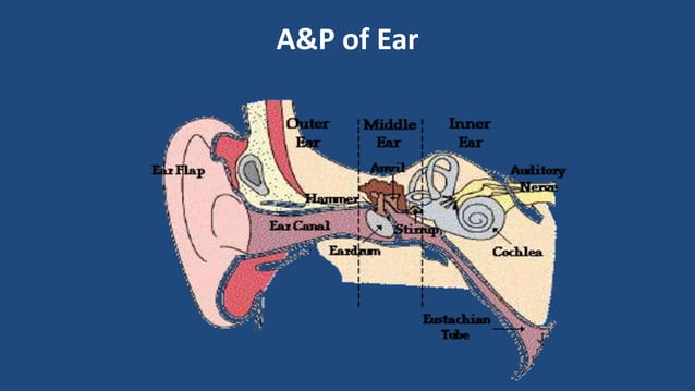 Disorders of Special Senses (Eye & Ear.pptx | Ear, Nose and Throat ...