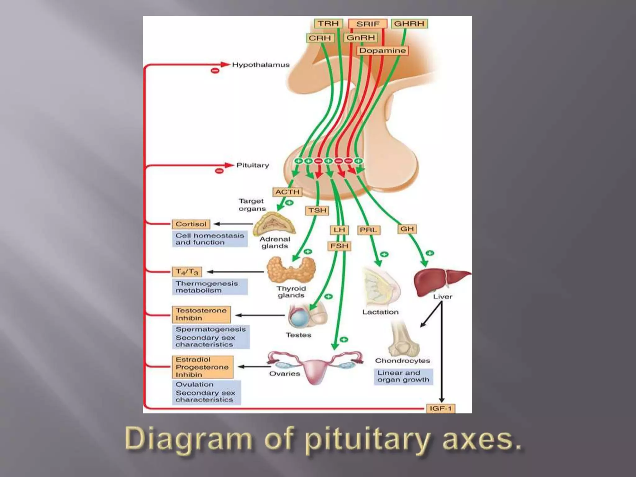 Disorders of the anterior pituitary and hypothalamus | PPT