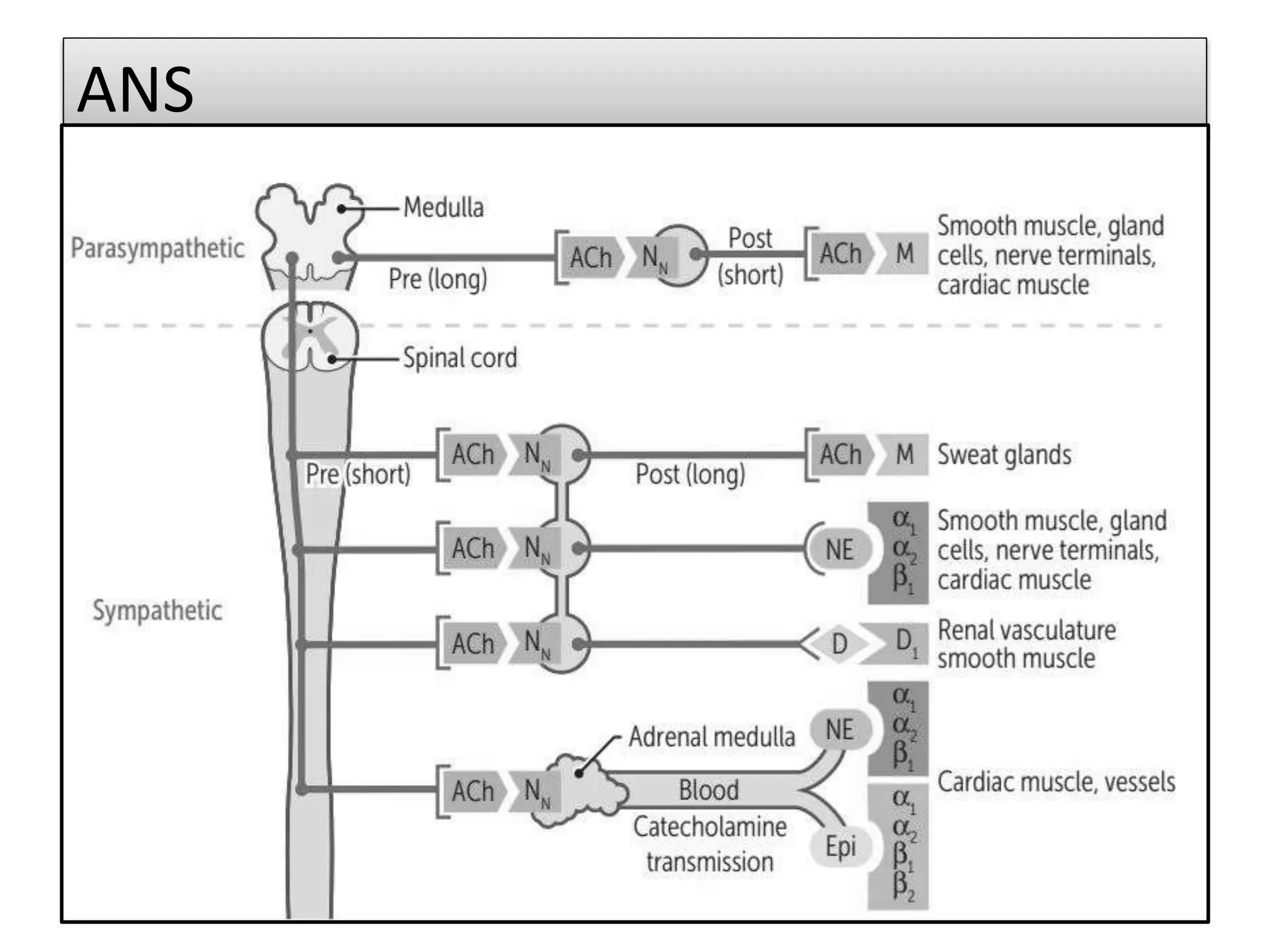 Disorders of the Autonomic Nervous System.pptx