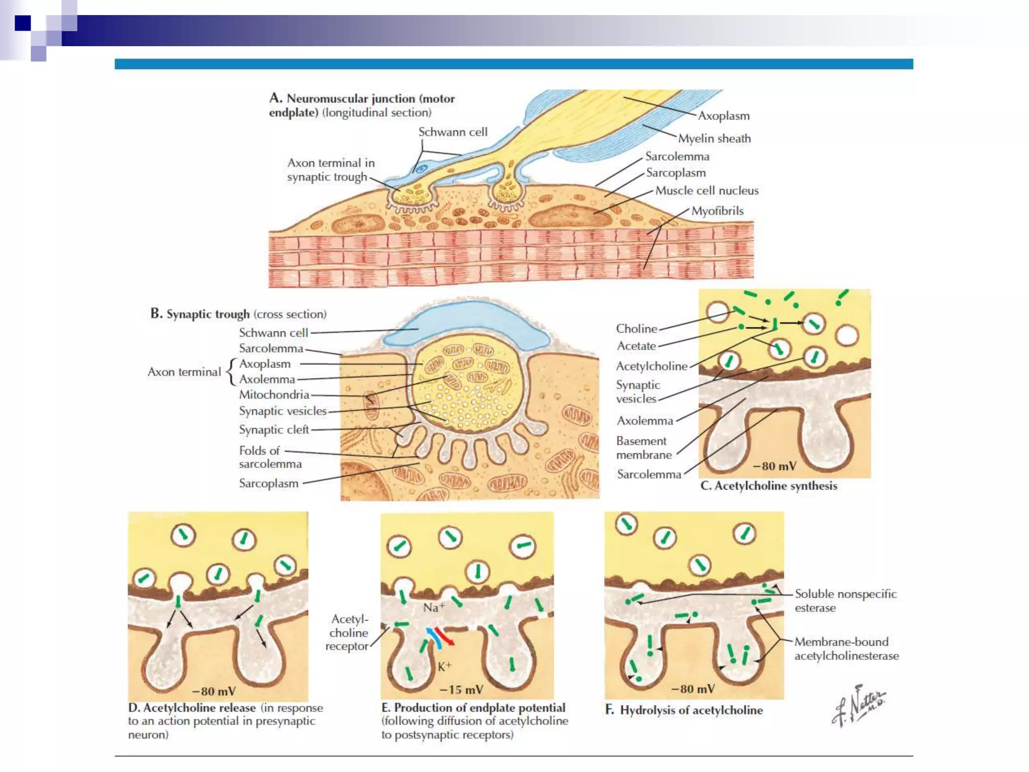 Disorders of the neuromuscular junction | PPTX