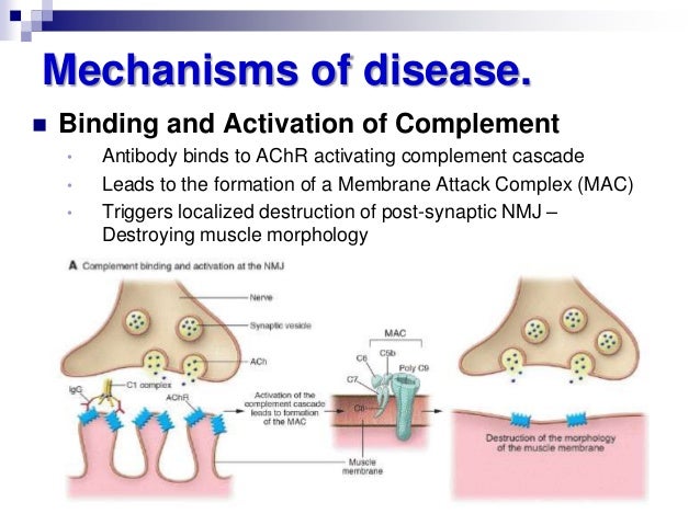 Disorders of the neuromuscular junction