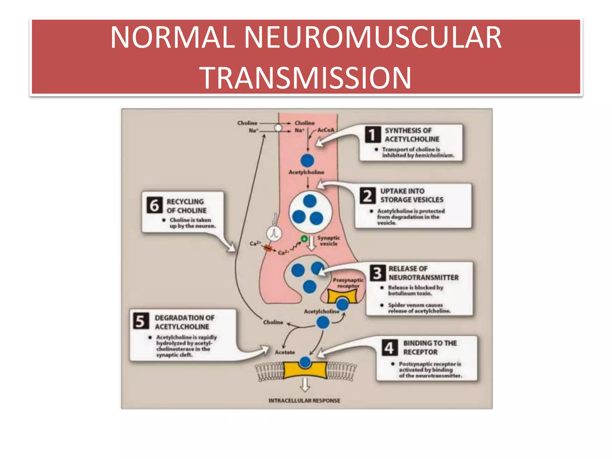 Disorders of the Neuromuscular junction | PPTX