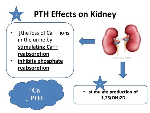 Disorders Of The Parathyroid Glands