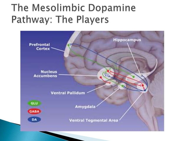 Disorders of the reward system | PPT