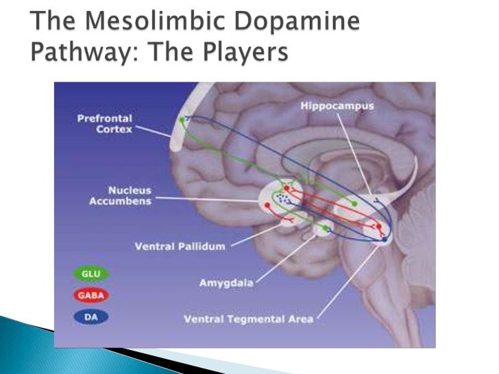 Disorders of the reward system