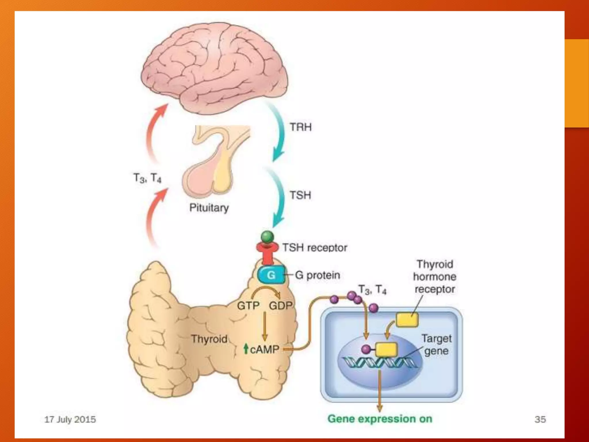 Disorders of the thyroid gland | PPT