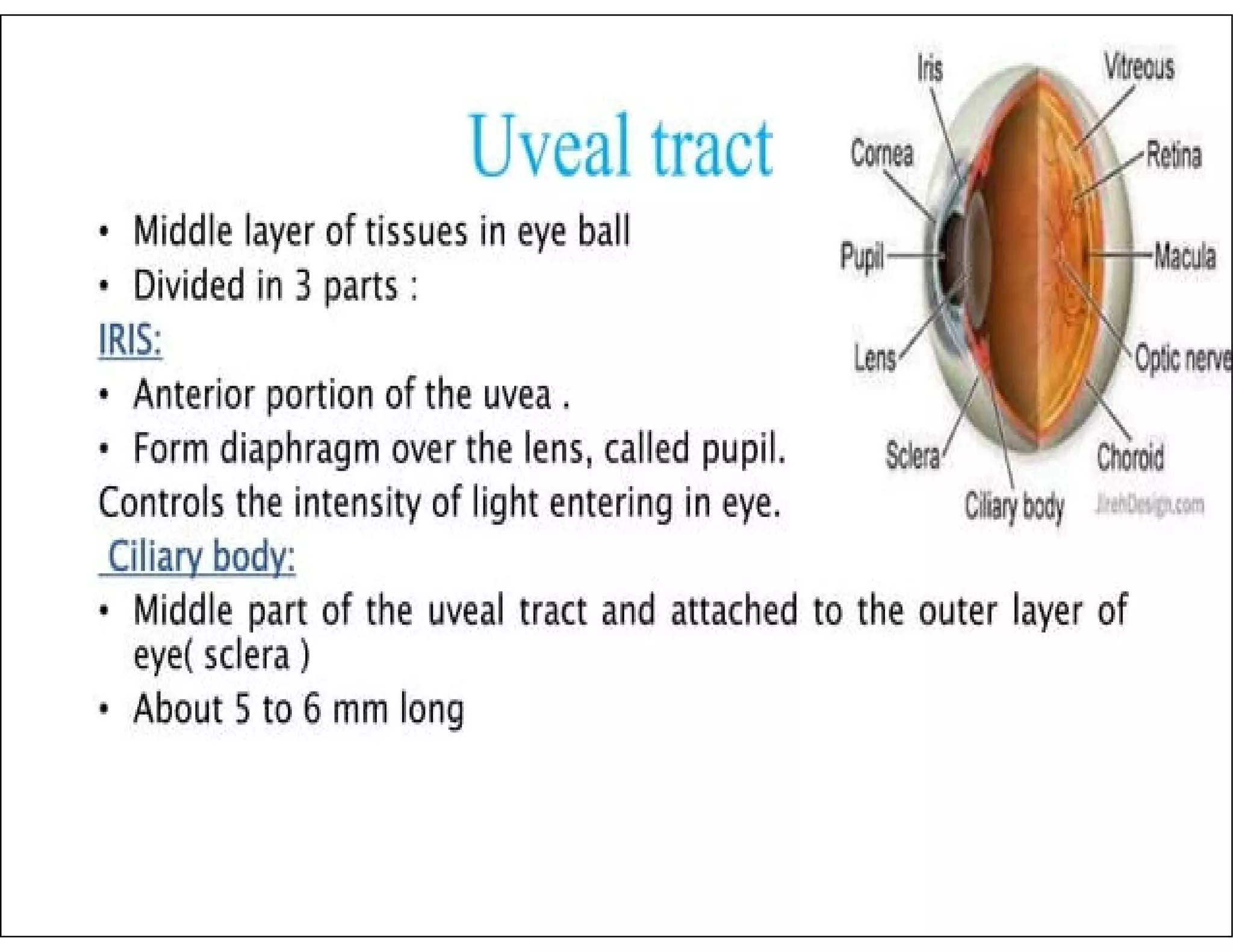 DISORDERS OF THE UVEAL TRACT.pdf