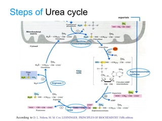 Disorders of urea cycle steps sequence of reactions.pptx