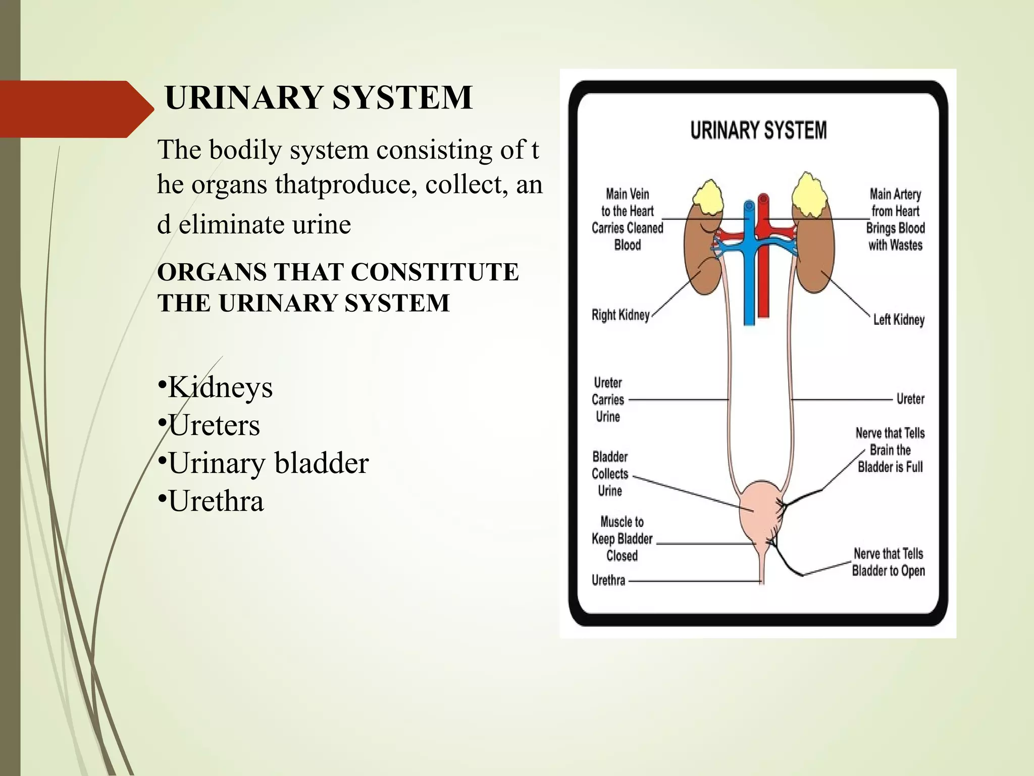 Disorders of urinary system | PPT
