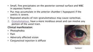 Disorders of uveal tract | PPTX