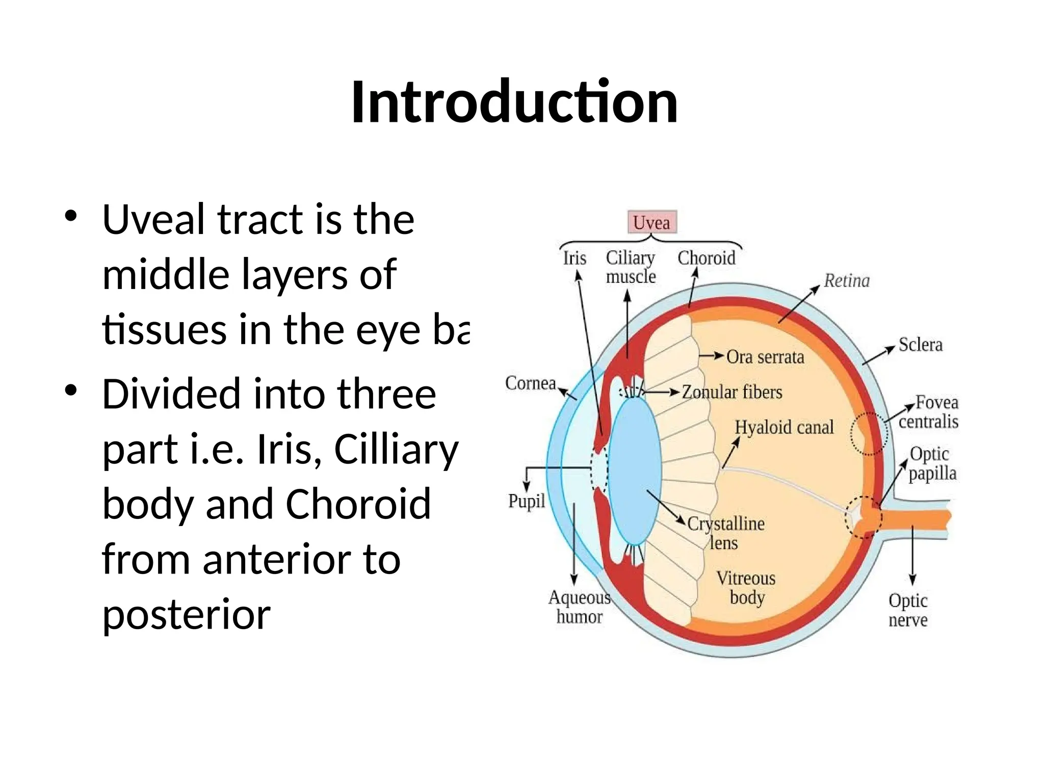 DISORDERS OF UVEAL TRACT BY ABEDI.powerpoint presention | PPTX