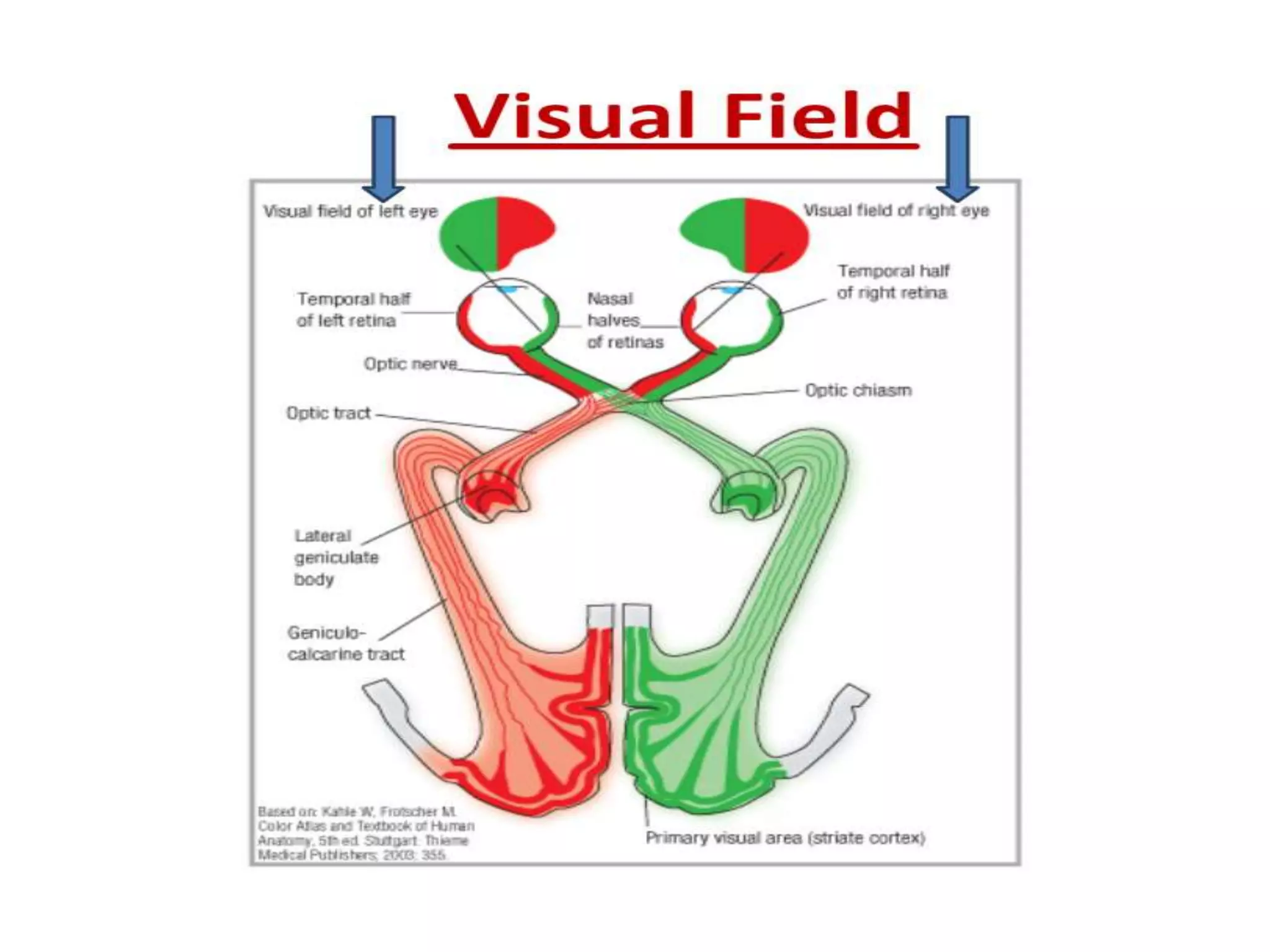 Disorders of visual pathway | PPTX