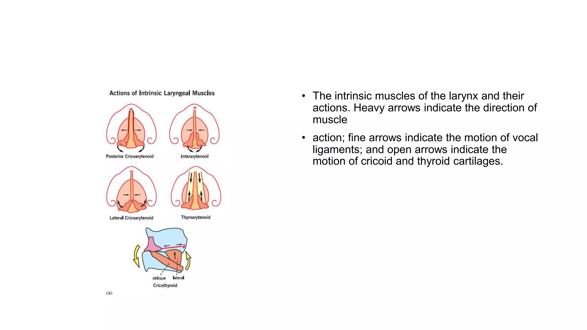 DISORDERS OF VOICE.pptx
