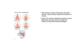 DISORDERS OF VOICE.pptx