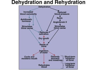 Disorders of water balance - Disorders of water balance like ...