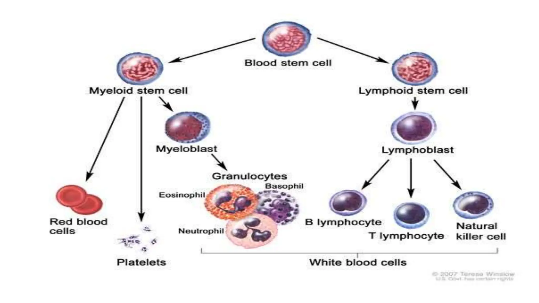 Disorders of white blood cells and related conditions | PPTX