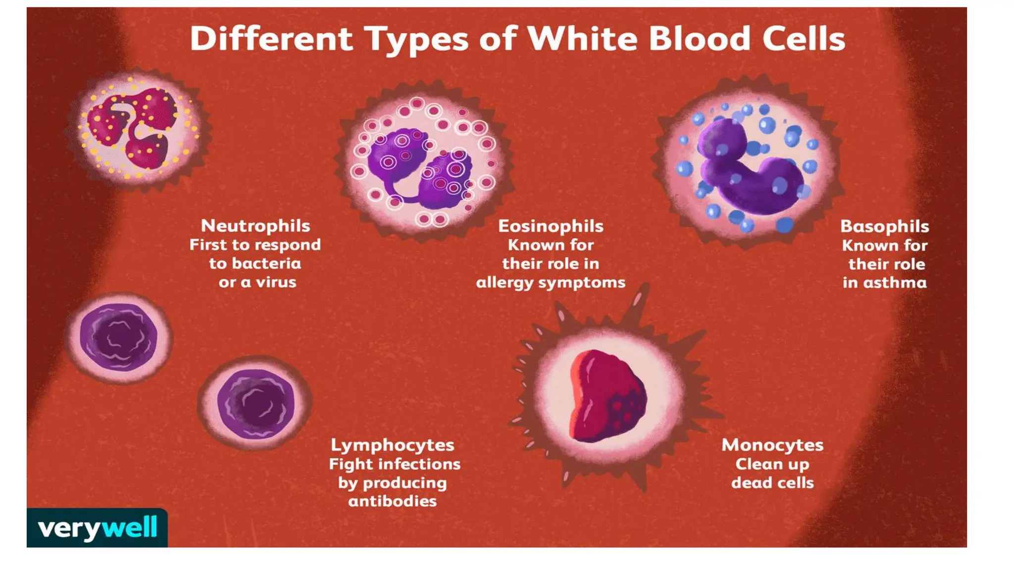 Disorders of white blood cells and related conditions | PPTX
