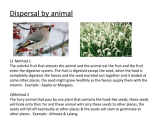 Dispersal kit yong | PPT