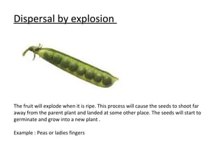 Dispersal kit yong | PPT