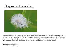 Dispersal kit yong | PPT